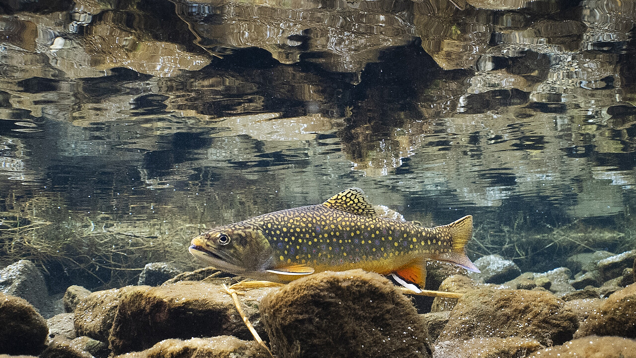 Bachsaibling: SFV-FSP Schweizerischer Fischerei-Verband