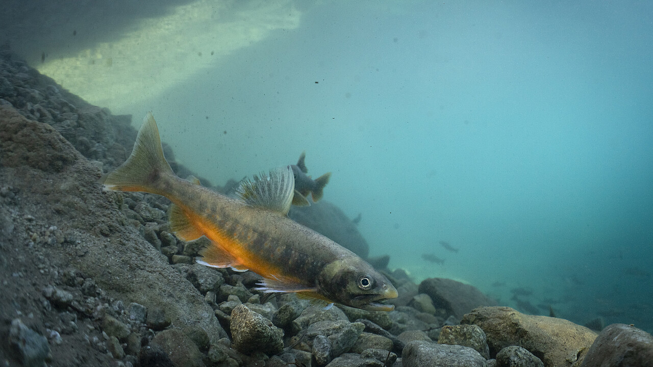 Seesaibling 2012: SFV-FSP Schweizerischer Fischerei-Verband
