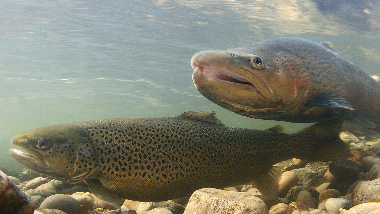Seeforelle 2011: SFV-FSP Schweizerischer Fischerei-Verband